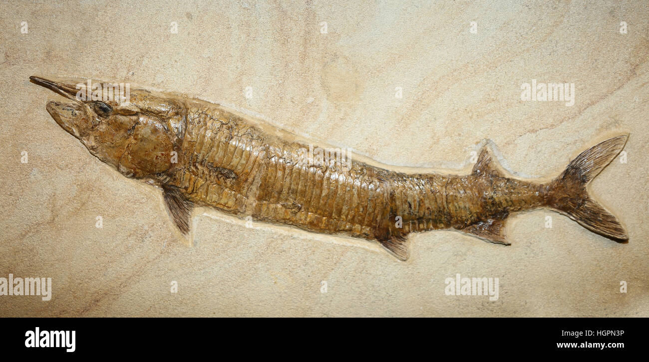Paleozoic Era Fish