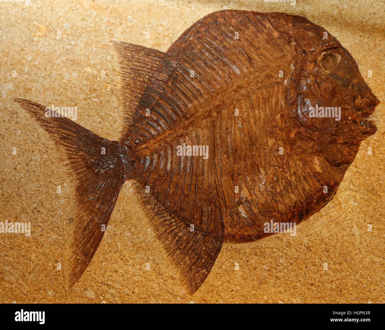 very big extinct fossil fish stuck in the rocks for millions of years ...