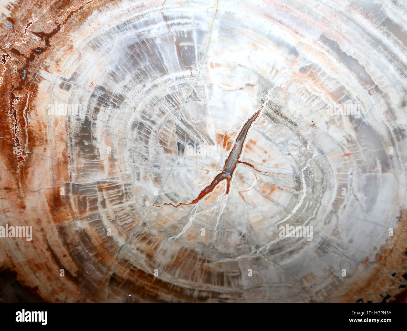 amazing fossilized tree trunk lived millions of years ago Stock Photo ...