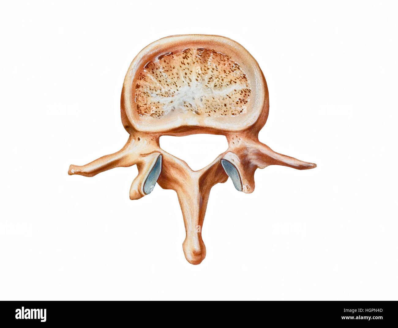 Spine - Second Lumbar Vertebra (L2, top view Stock Photo - Alamy