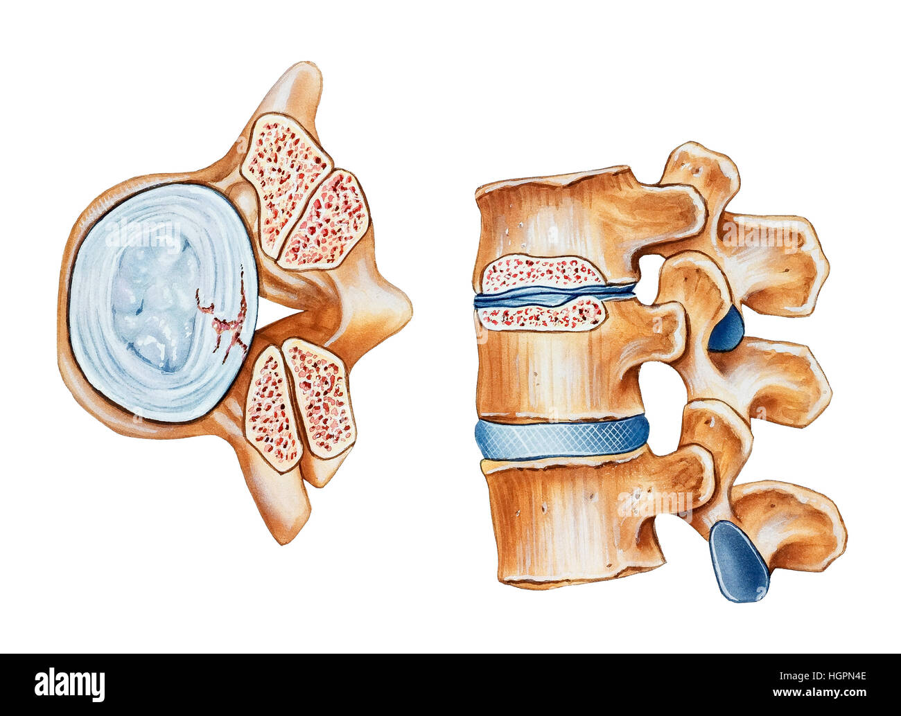 Inferior Articular Process