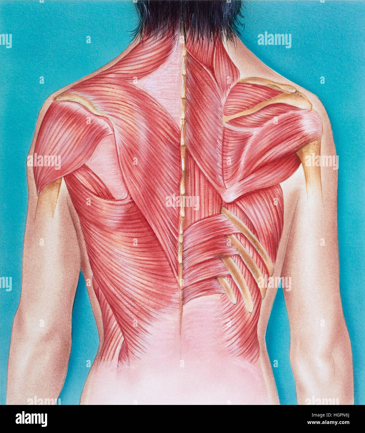 Torso - Musculature of a Female Torso, dorsal view Stock Photo - Alamy