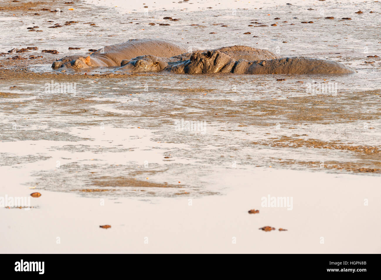 Hippopoptamus Hippo waterhole pool mud muddy water Stock Photo - Alamy