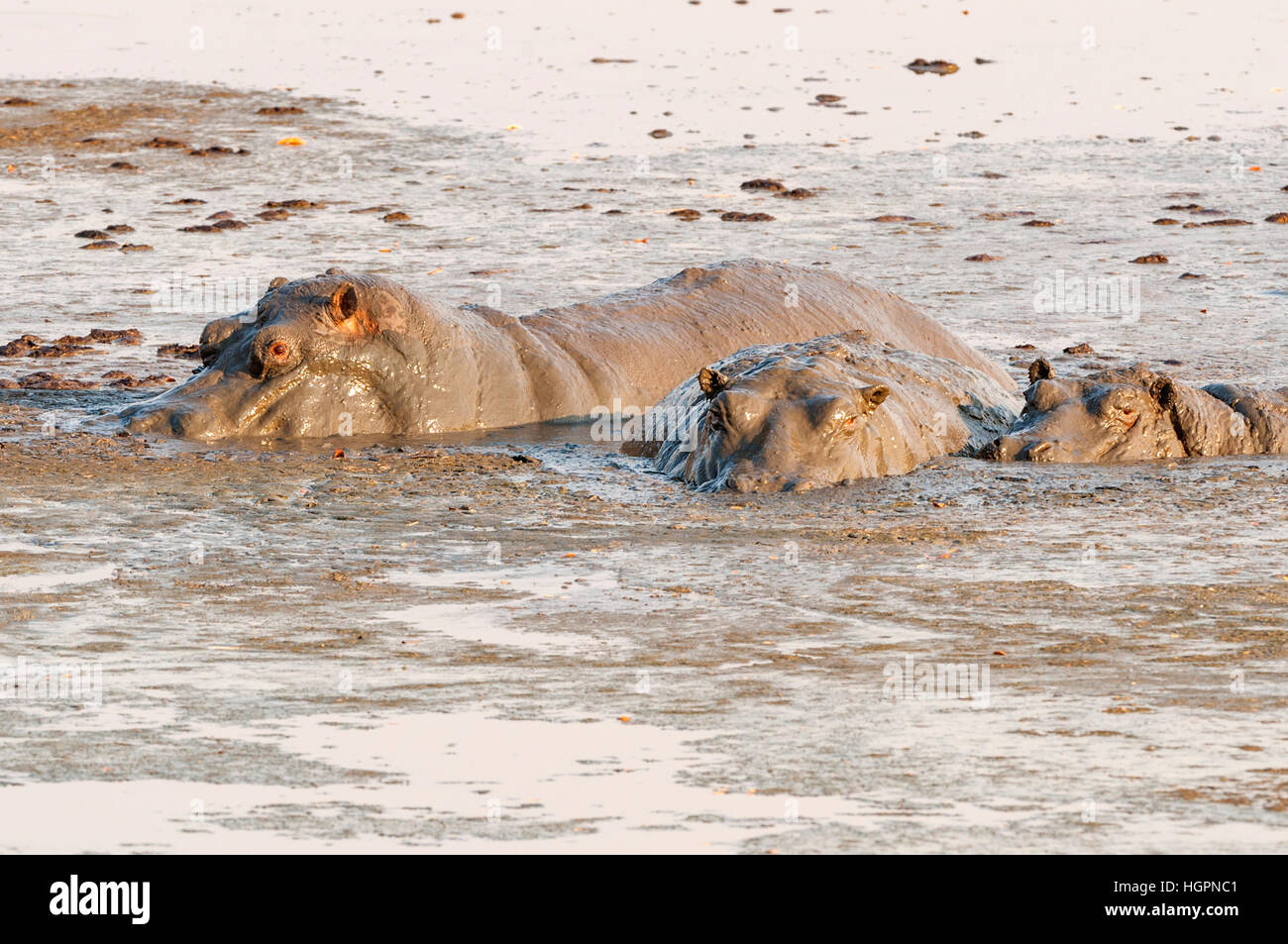 Hippopoptamus Hippo waterhole pool mud muddy water Stock Photo - Alamy