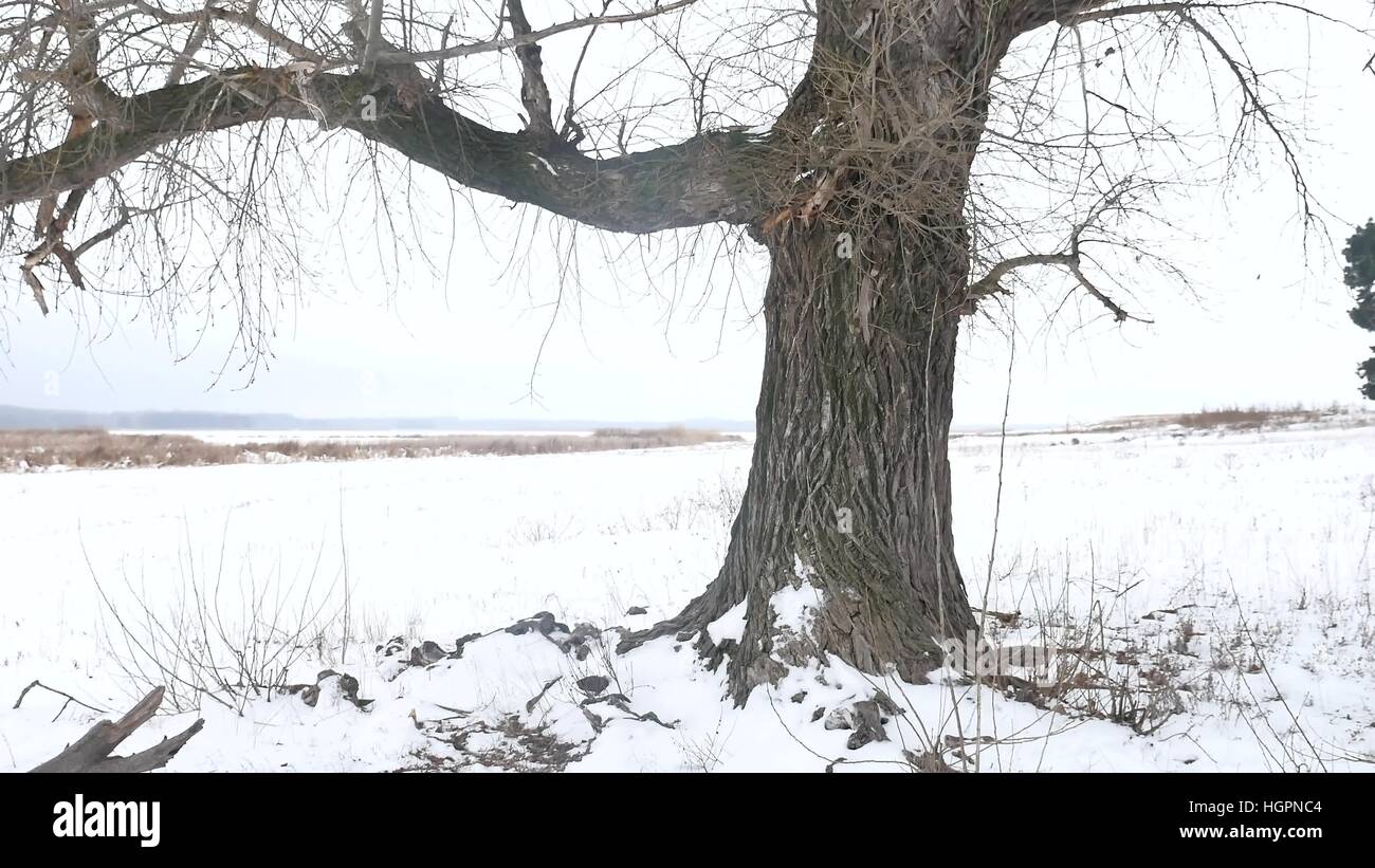 dry the grass marsh winter reed nature beautiful cold landscape Stock ...