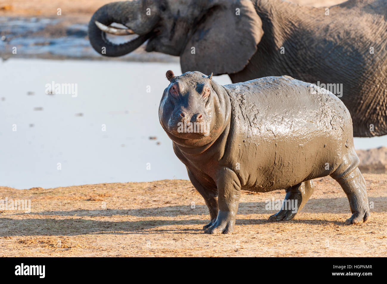 Hippopotamus African elephant standoff fighting Stock Photo - Alamy