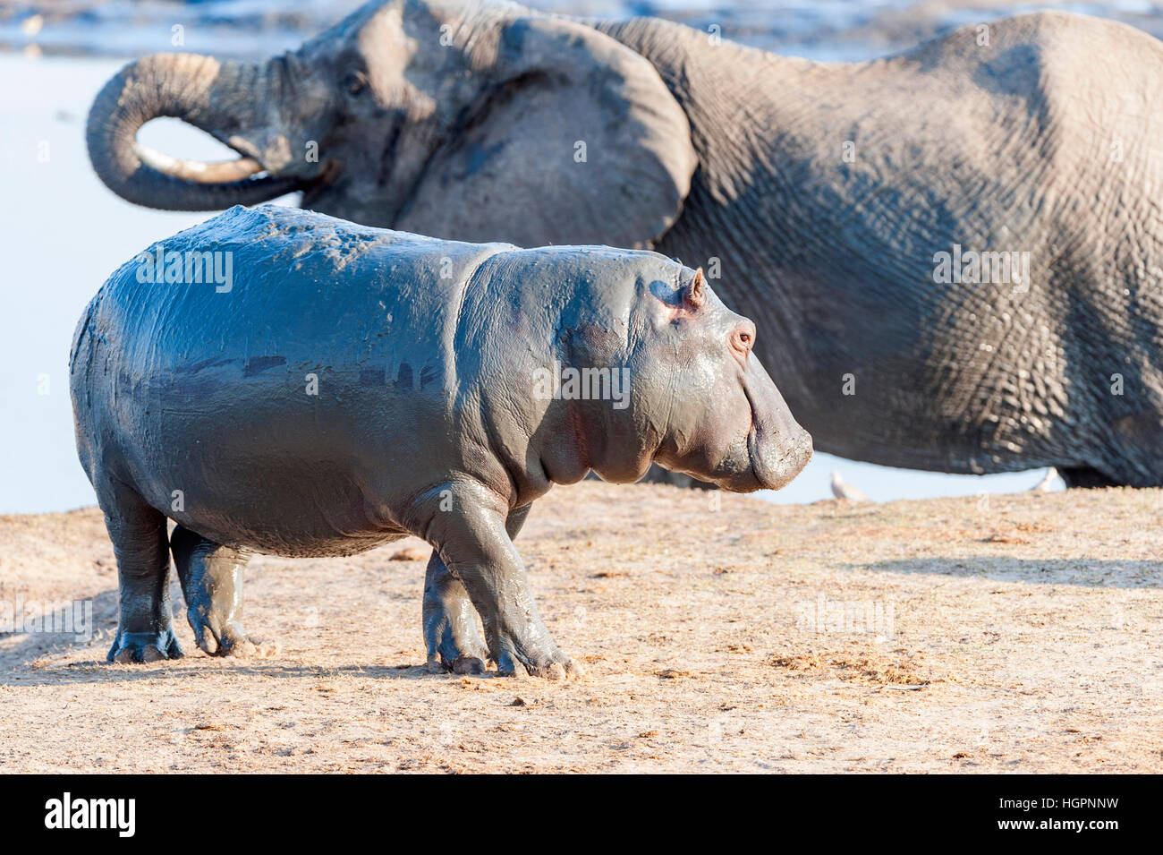 Hippopotamus African elephant standoff fighting Stock Photo - Alamy