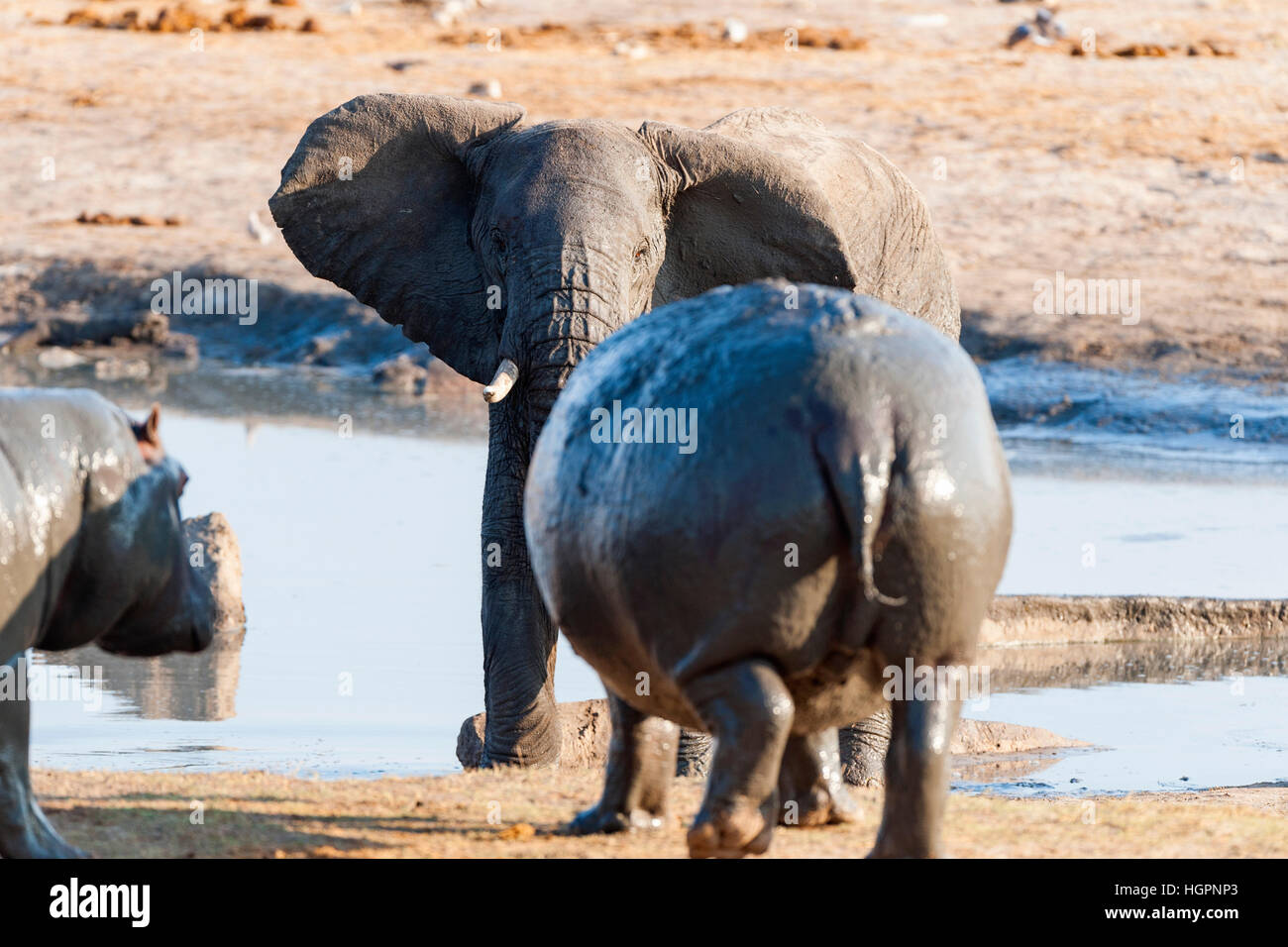 Hippopotamus African elephant standoff fighting Stock Photo - Alamy