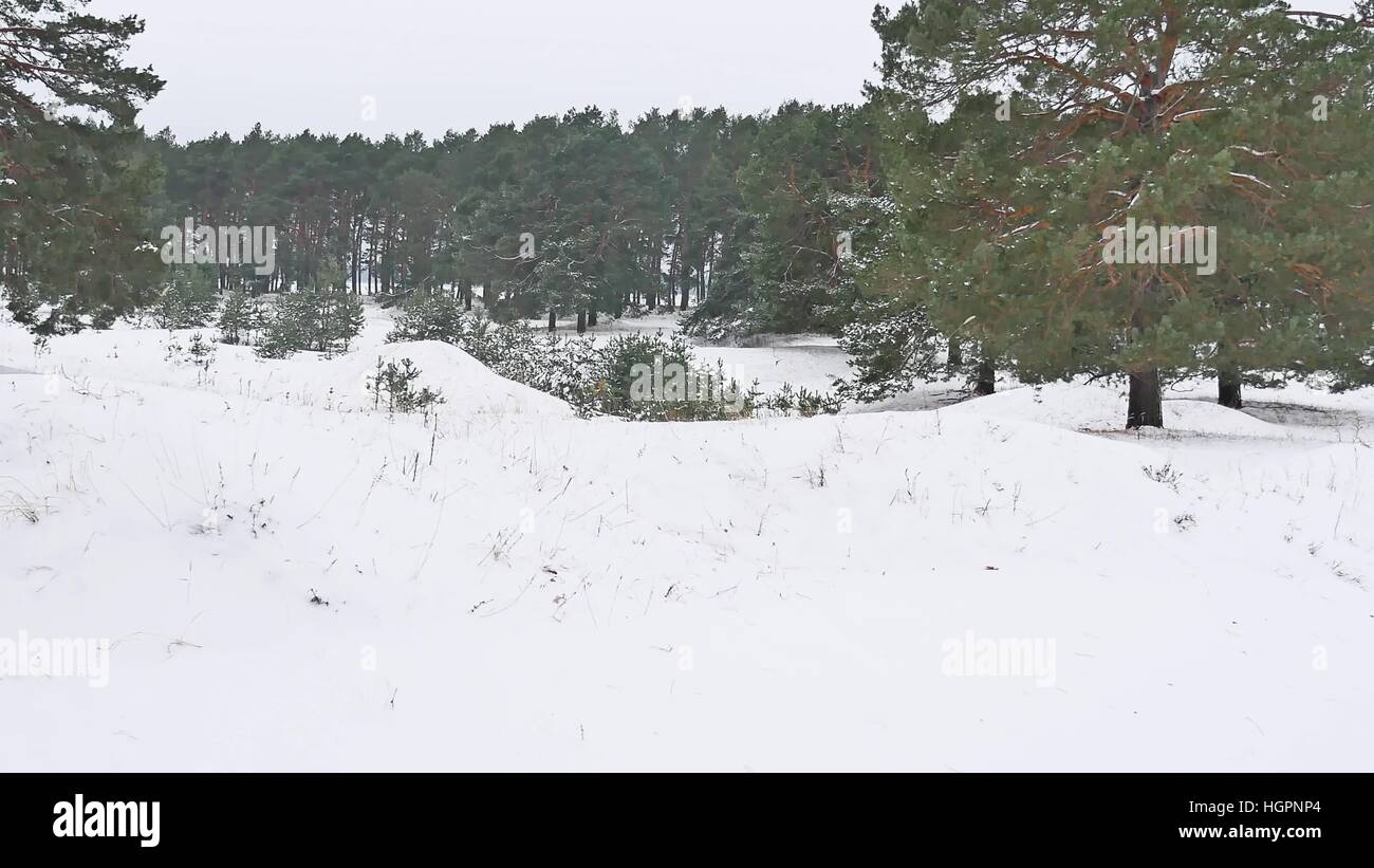 trees forest christmas tree, snow frost cold nature the winter ...