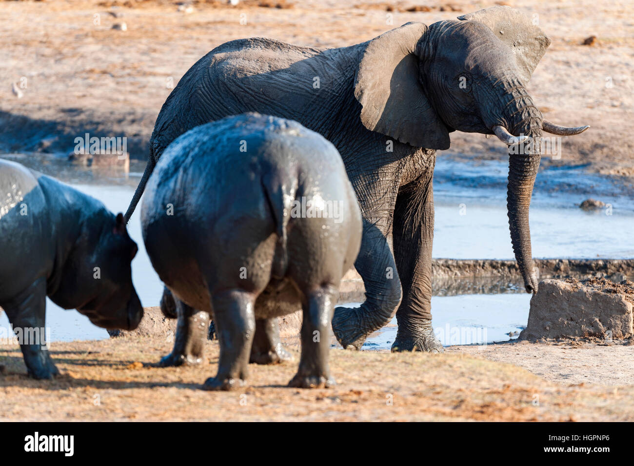 Hippopotamus African elephant standoff fighting Stock Photo - Alamy