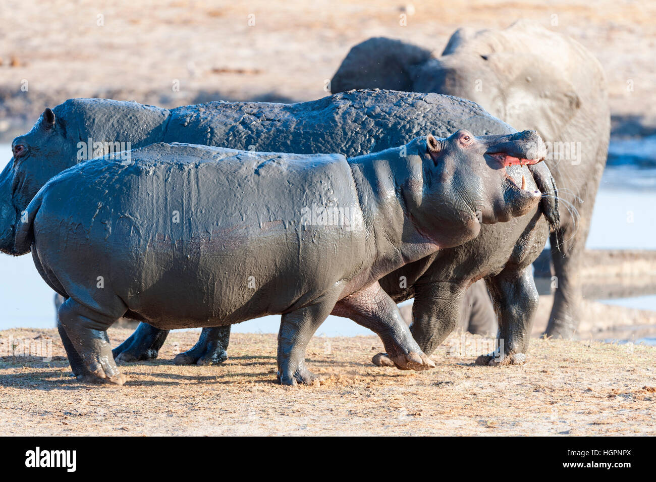 Hippopotamus African elephant standoff fighting Stock Photo - Alamy