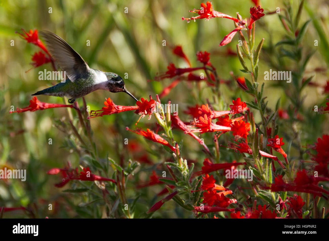 Hummingbird fuchsia hi-res stock photography and images - Alamy