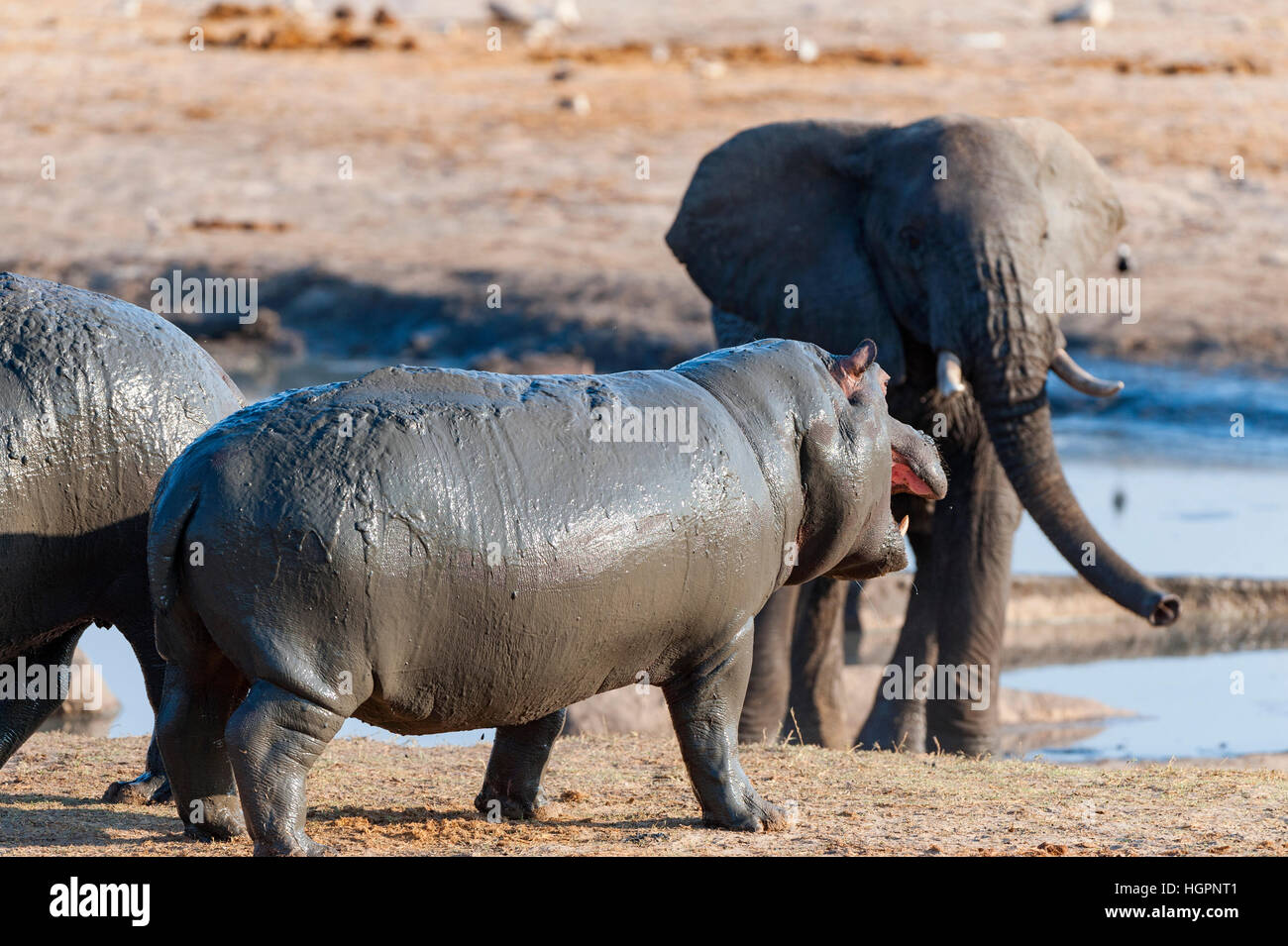 Hippopotamus African elephant standoff fighting Stock Photo - Alamy