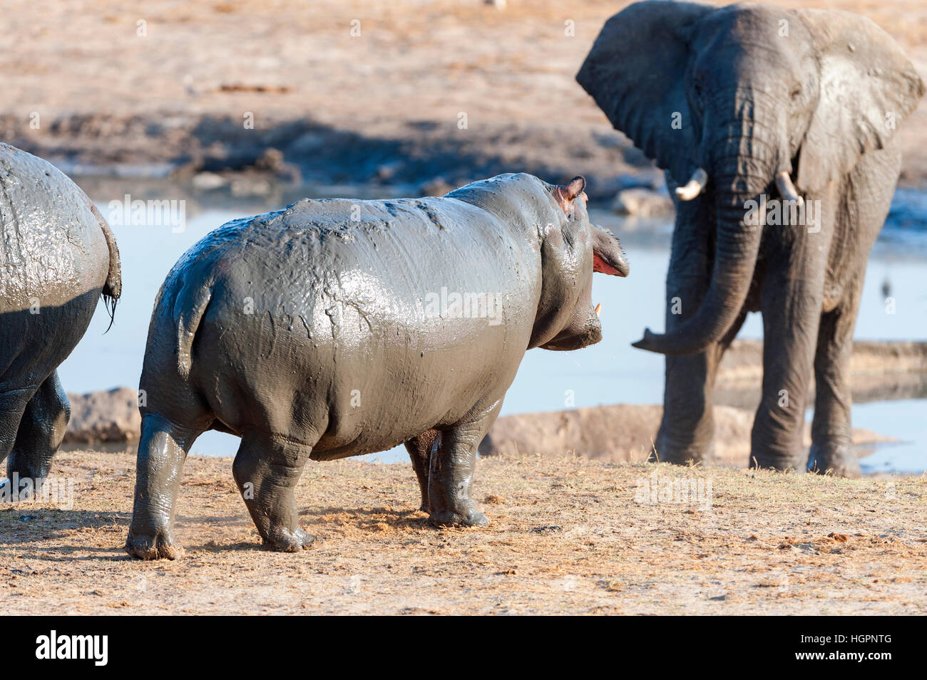 Hippopotamus African elephant standoff fighting Stock Photo - Alamy
