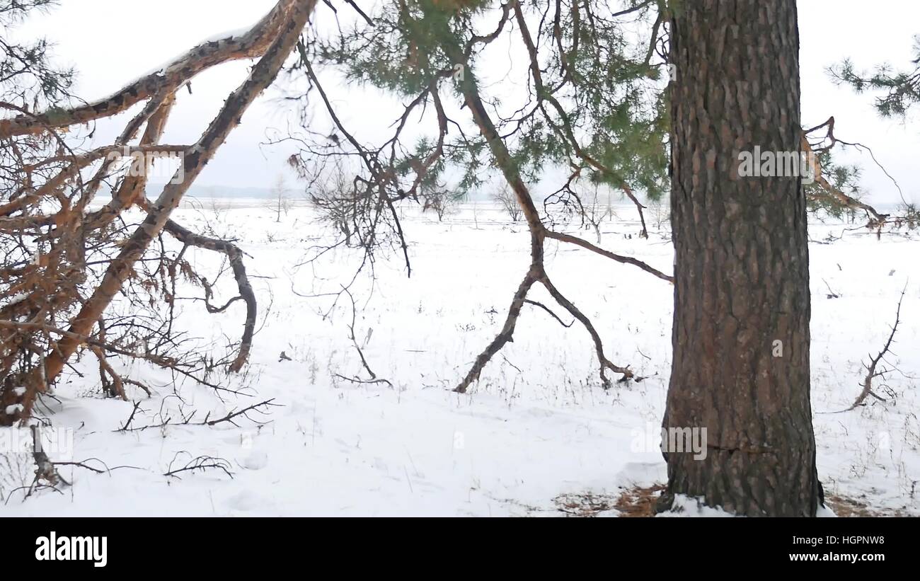 nature trees forest christmas tree, snow frost cold the winter ...