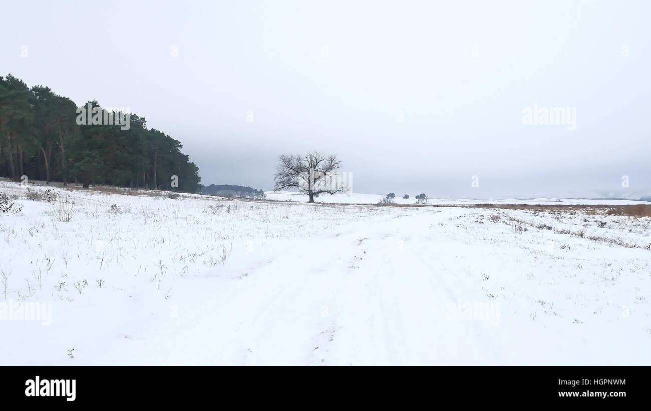 forest trees christmas tree, snow frost cold landscape nature the ...