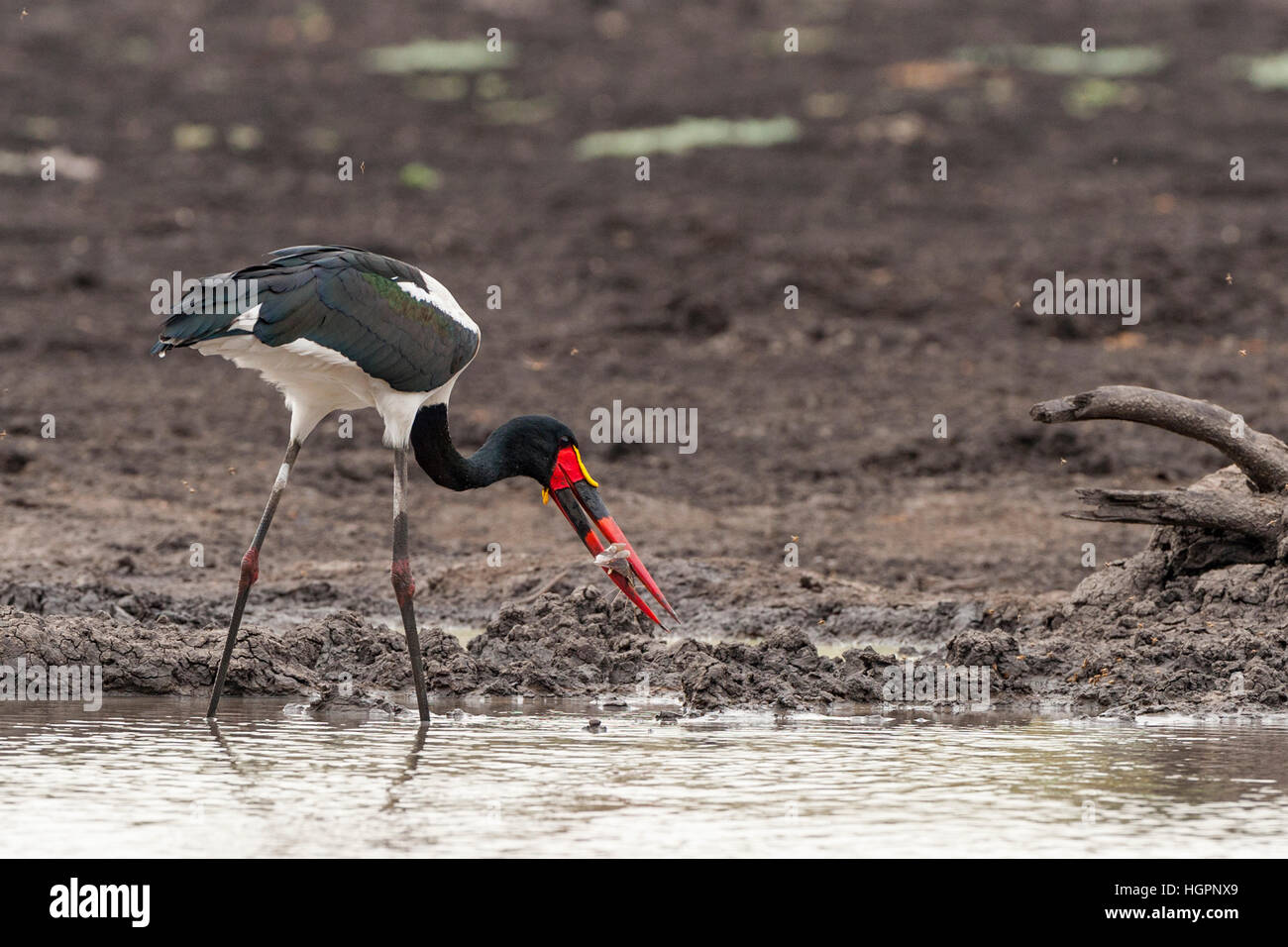 saddle-billed stork fishing pair Mana Pools pan Stock Photo - Alamy