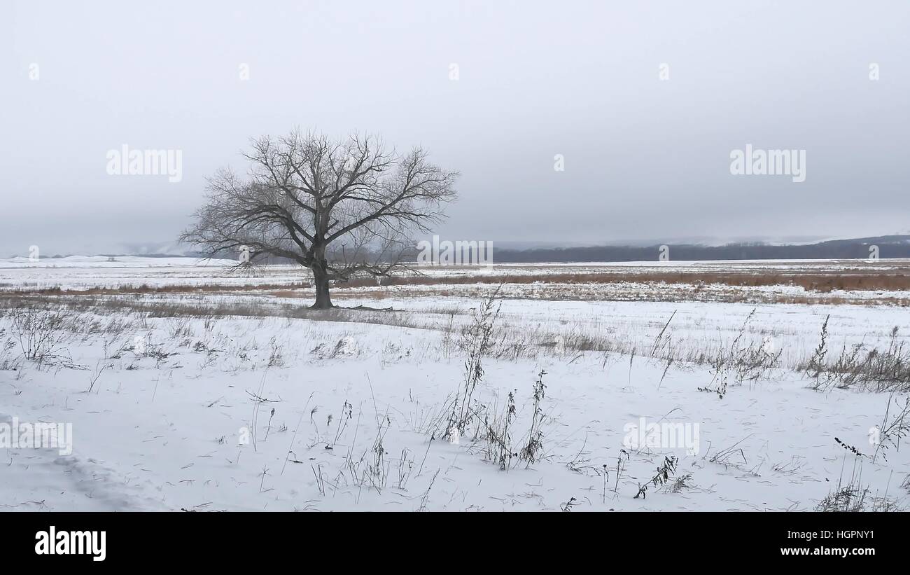 dry the grass marsh winter reed beautiful cold landscape nature Stock ...
