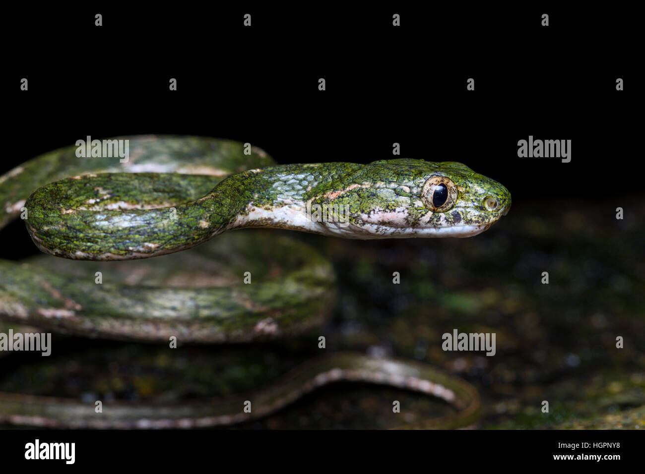 Opisthoglyphous hi-res stock photography and images - Alamy