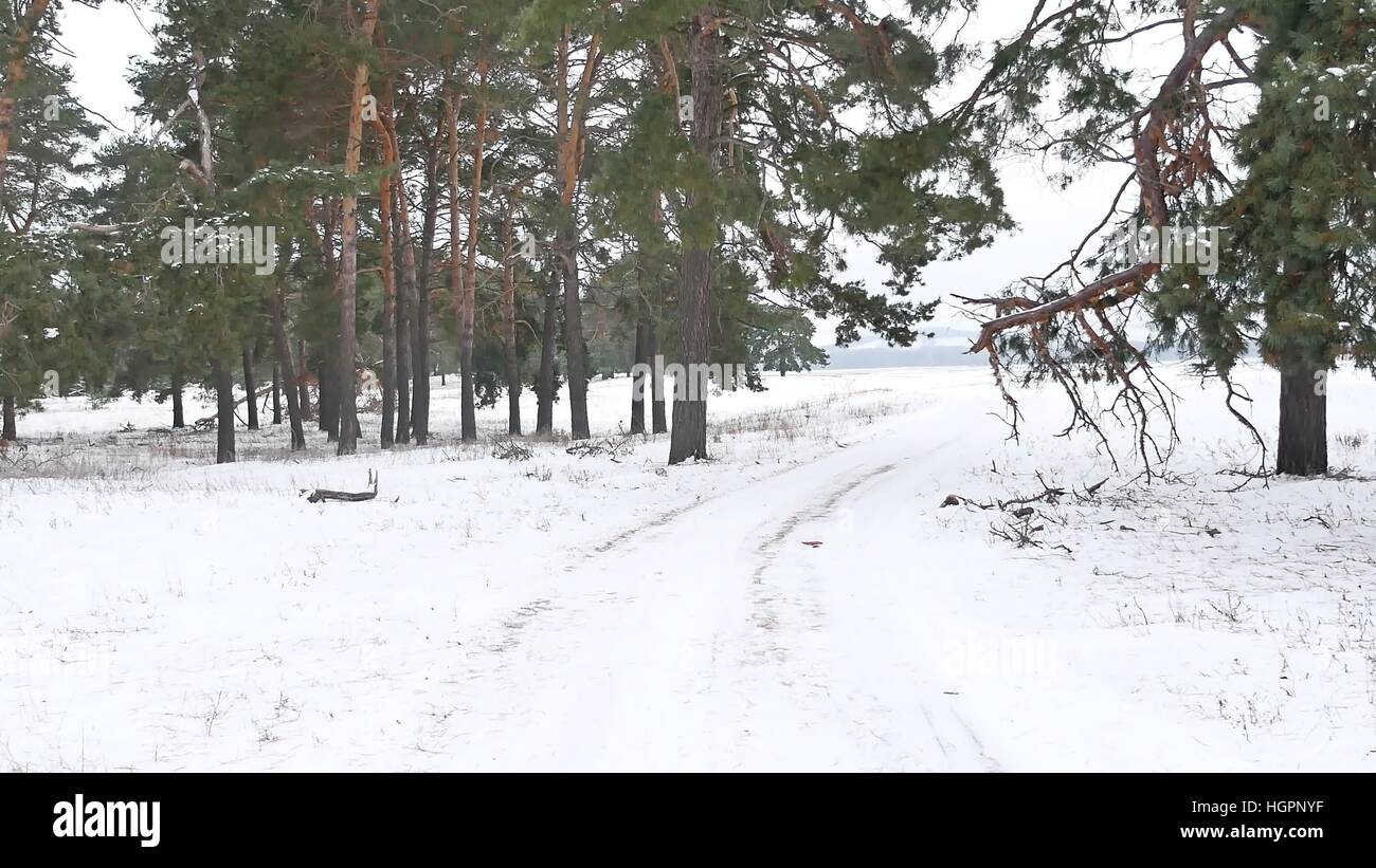 trees forest christmas nature tree, snow frost cold landscape the ...