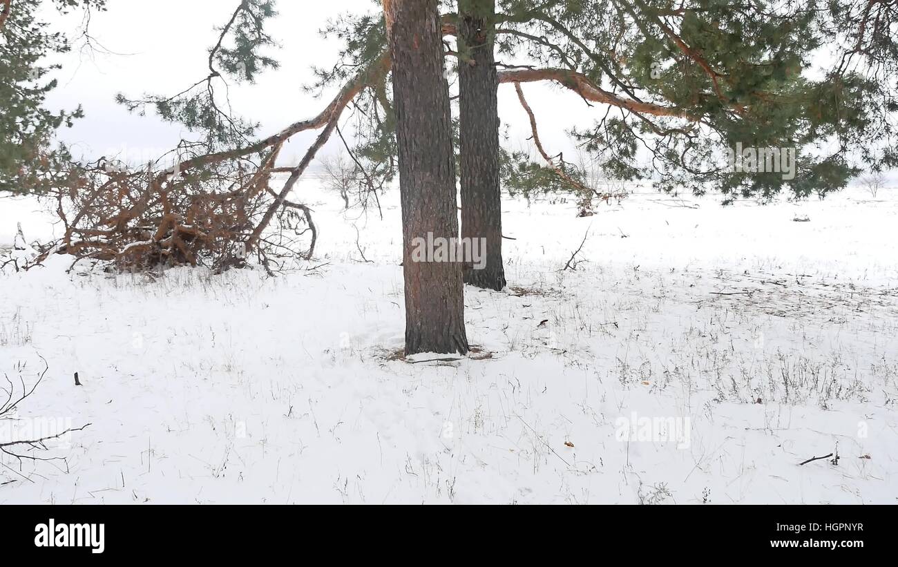 trees nature forest christmas tree, snow frost cold landscape the ...