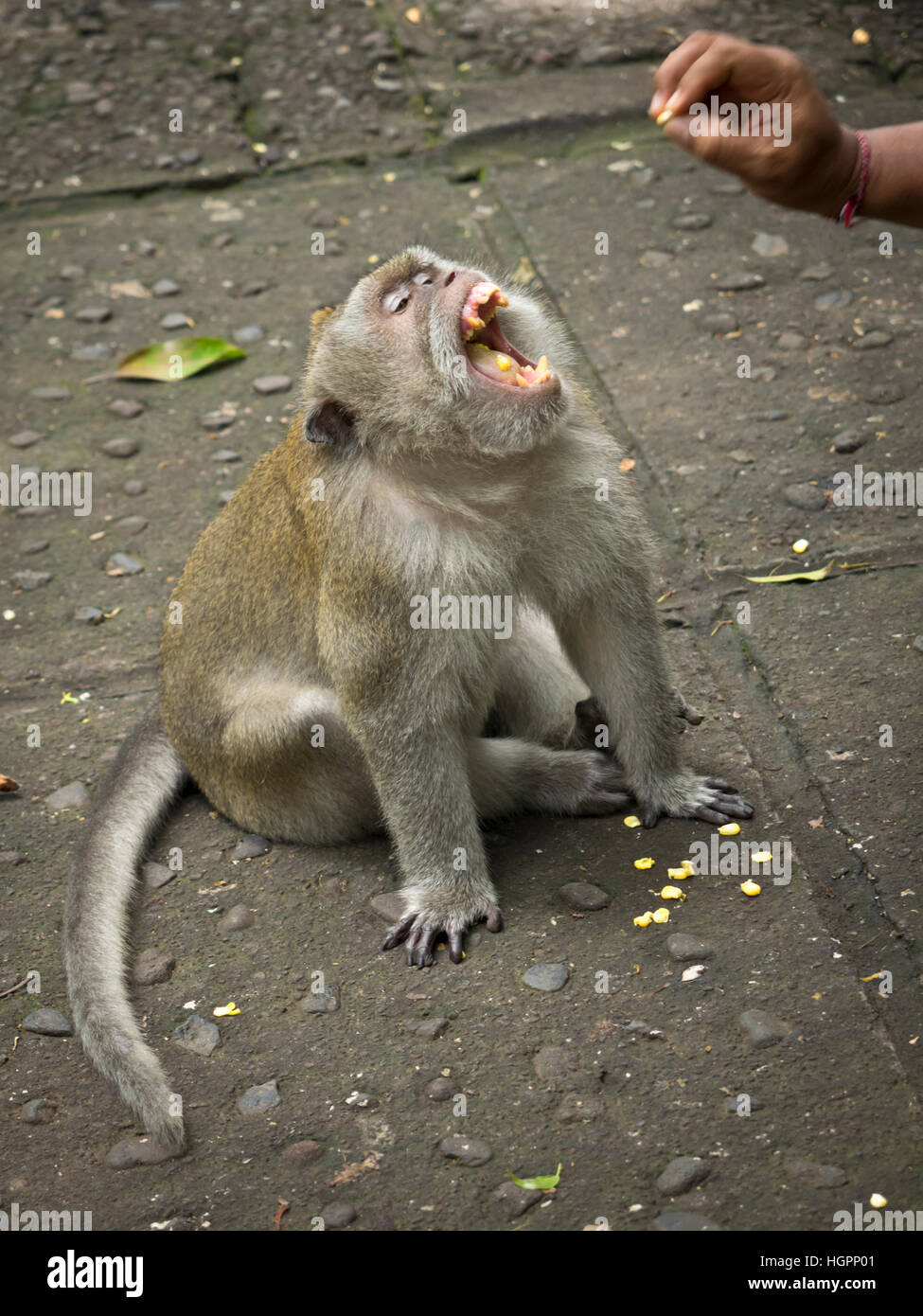 Affe im Ubud Monkey Forest Stock Photo - Alamy