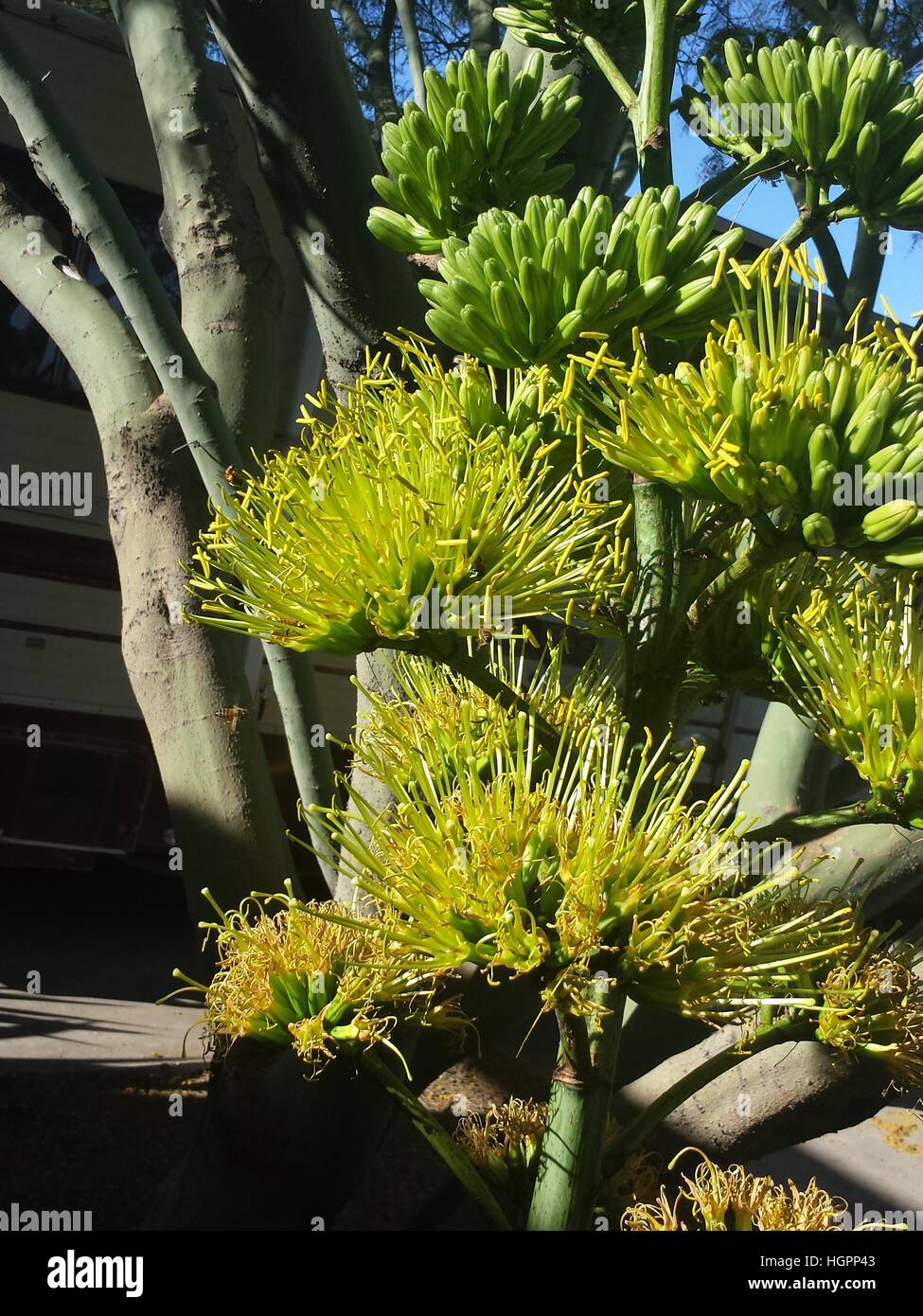 Pink agave hi-res stock photography and images - Alamy