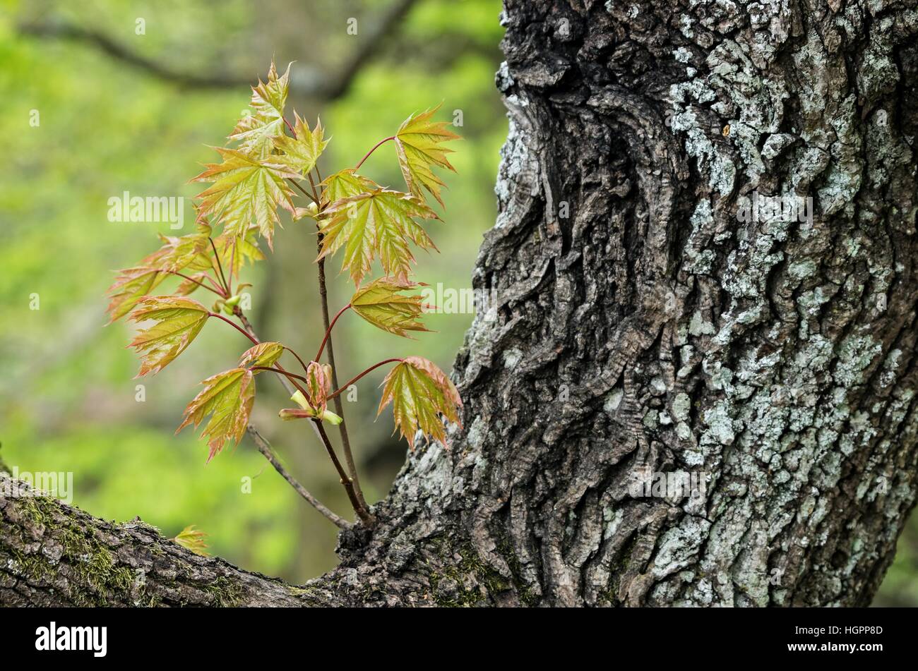 Maple, leaf, trunk Stock Photo - Alamy