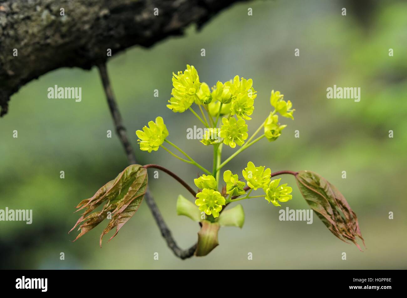 Maple, leaf, blossom Stock Photo - Alamy