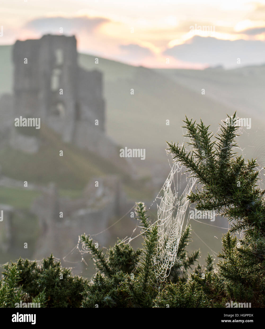 castle ruin with gorse and spider web at morning Stock Photo - Alamy
