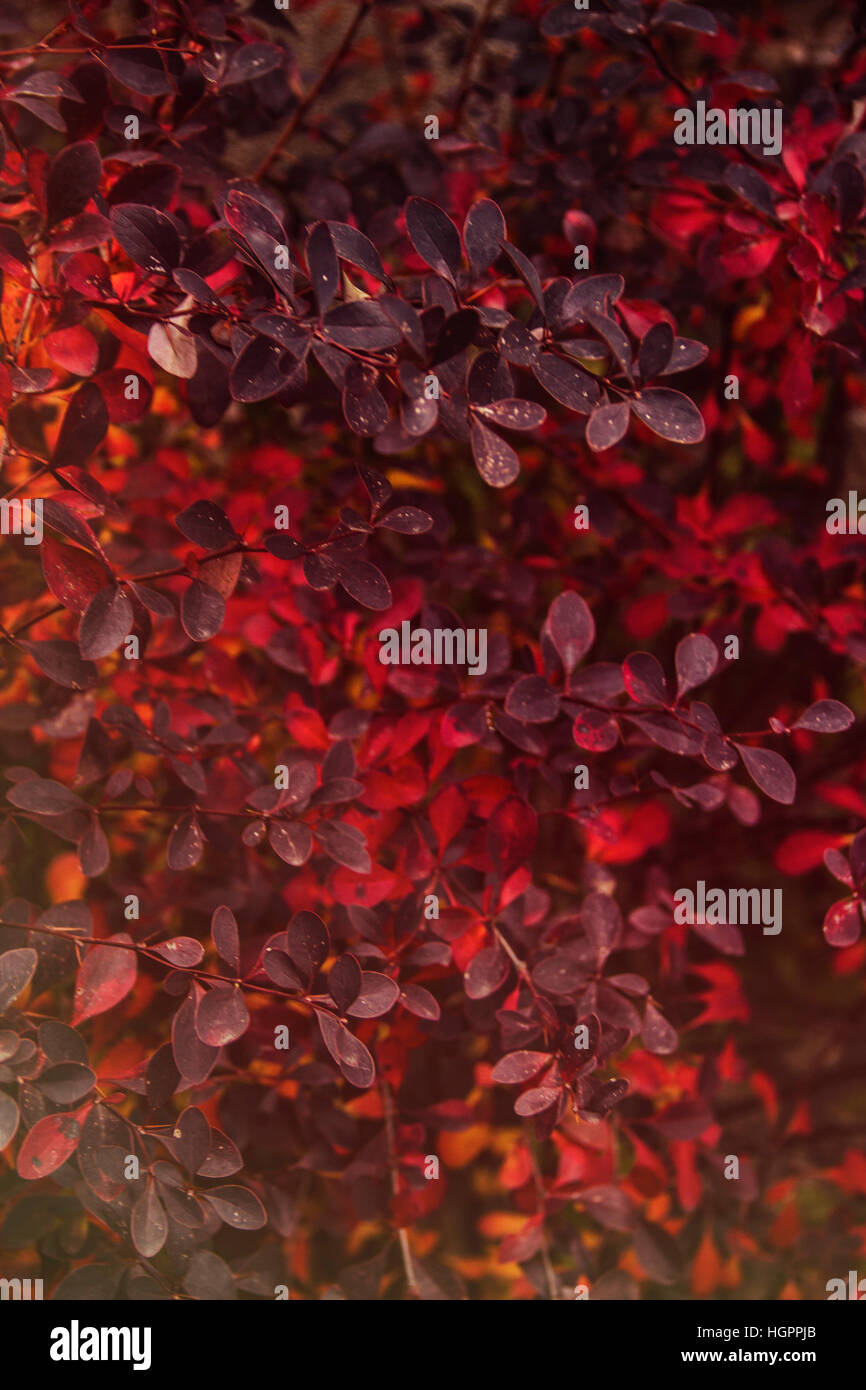 Natural texture of red leaves Stock Photo - Alamy
