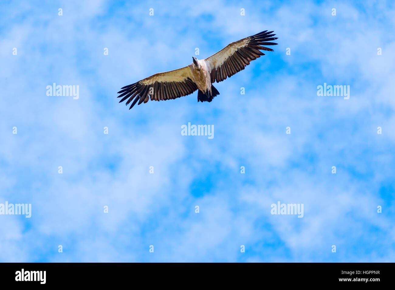 Africanu hi-res stock photography and images - Alamy