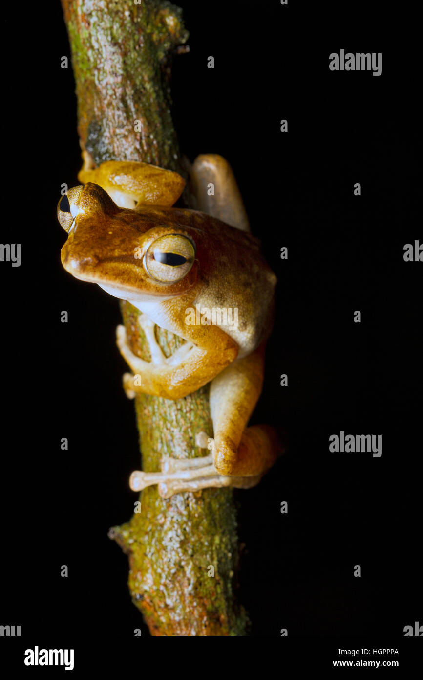 Common tree frog (Polypedates leucomystax Stock Photo - Alamy