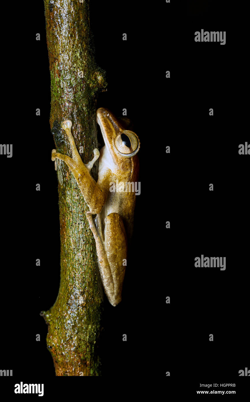 Common tree frog (Polypedates leucomystax Stock Photo - Alamy