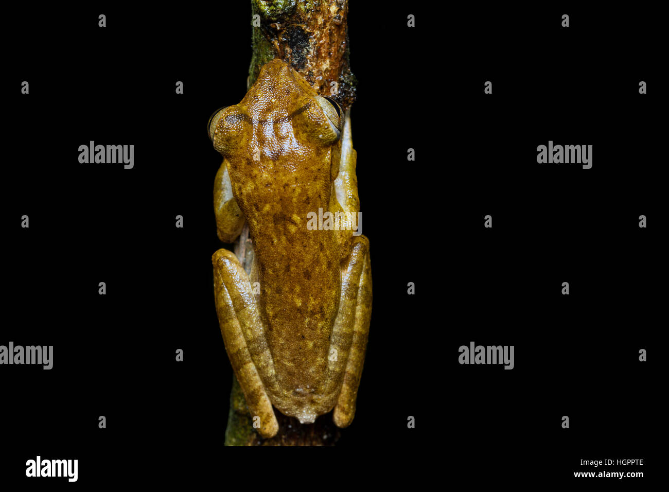 Common tree frog (Polypedates leucomystax Stock Photo - Alamy