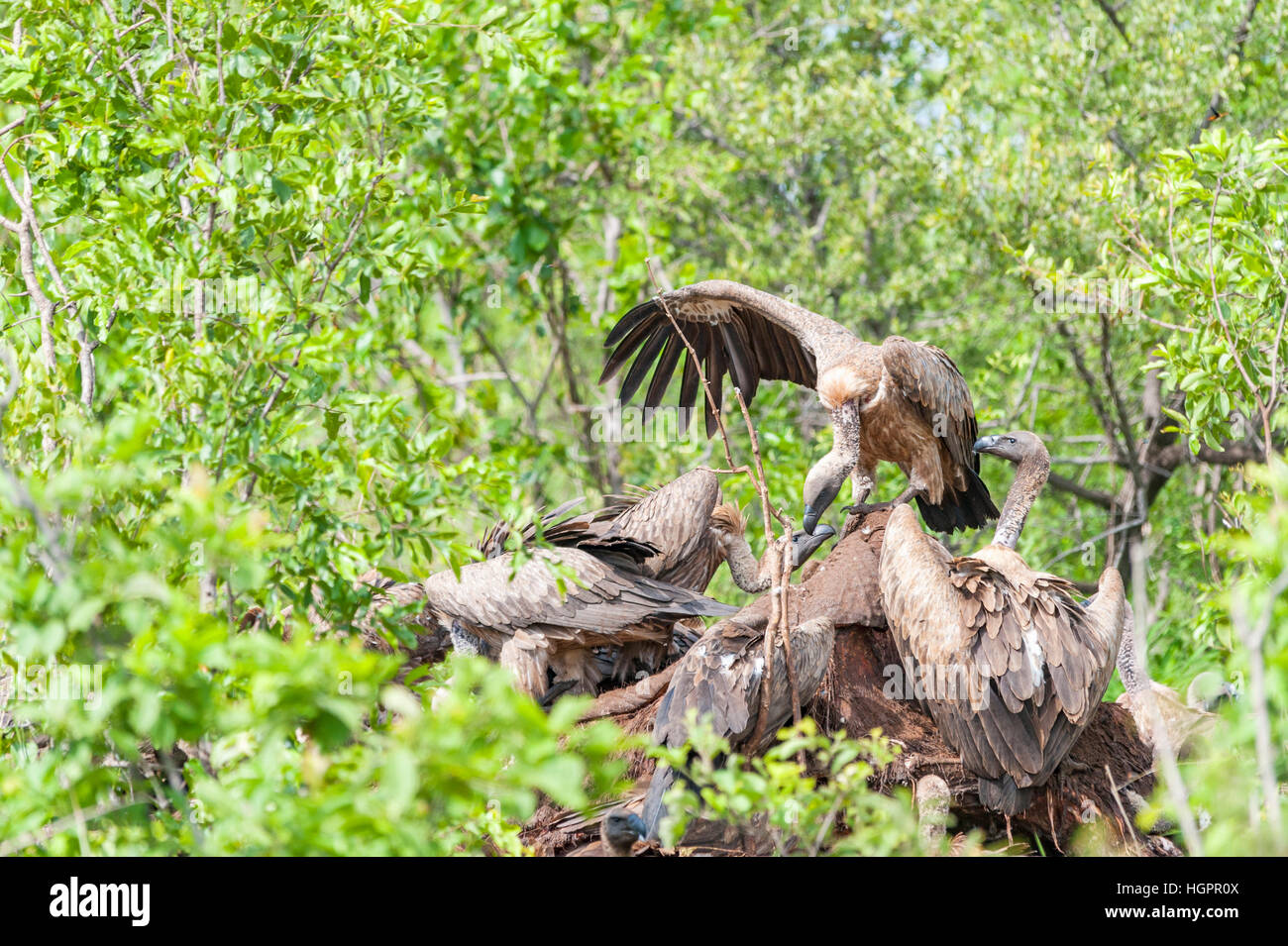 White backed Vulture Africa feeding carcass eat Stock Photo - Alamy