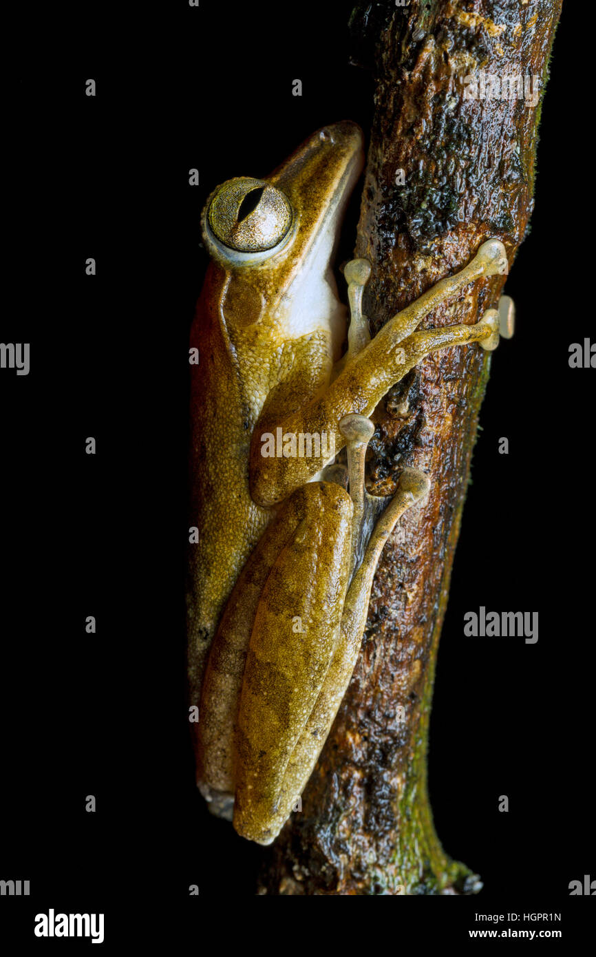 Common tree frog (Polypedates leucomystax Stock Photo - Alamy