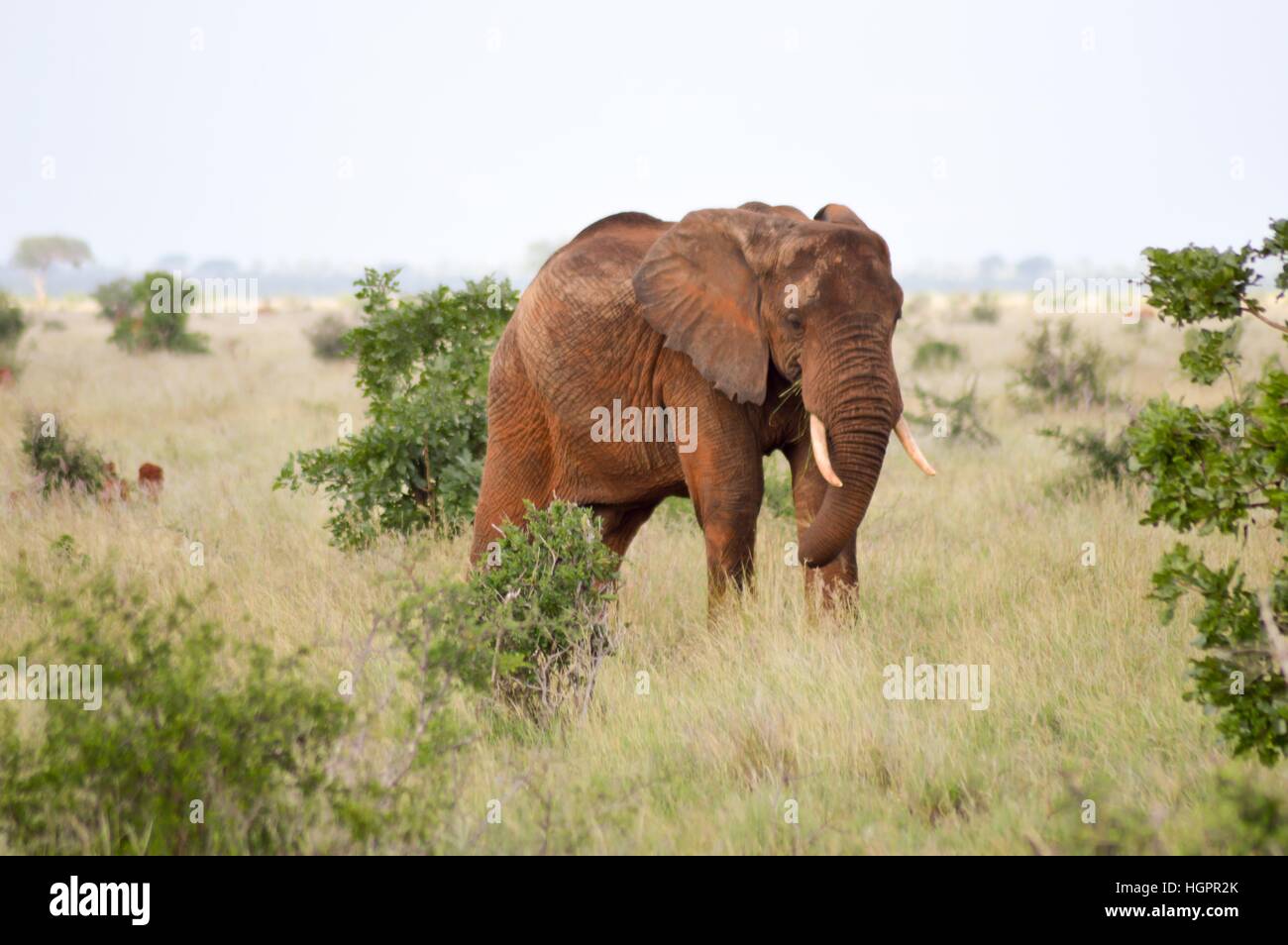 Red elephant in the savannah of Tsavo East Park in Kenya Stock Photo ...