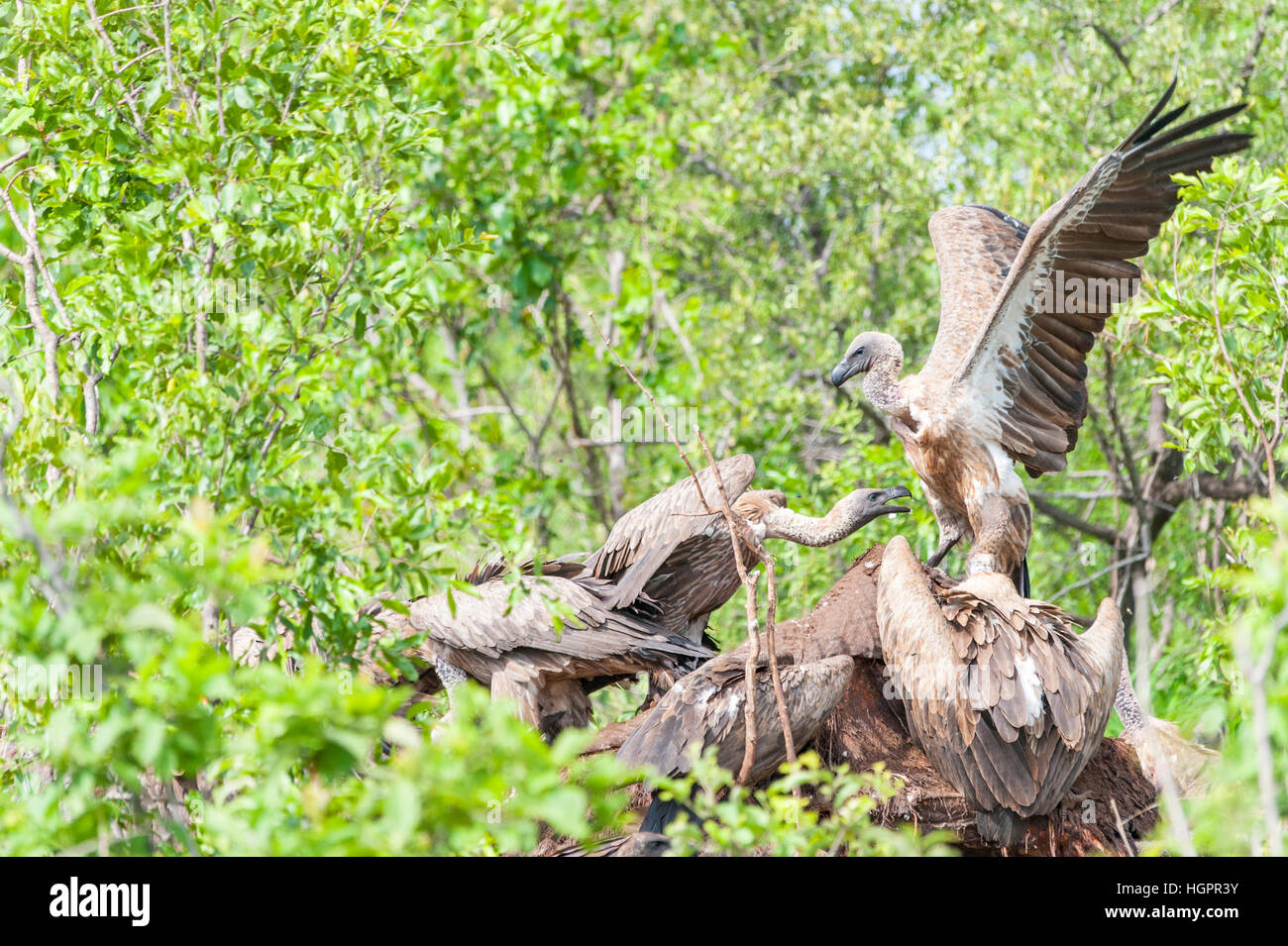 White backed Vulture Africa feeding carcass eat Stock Photo - Alamy