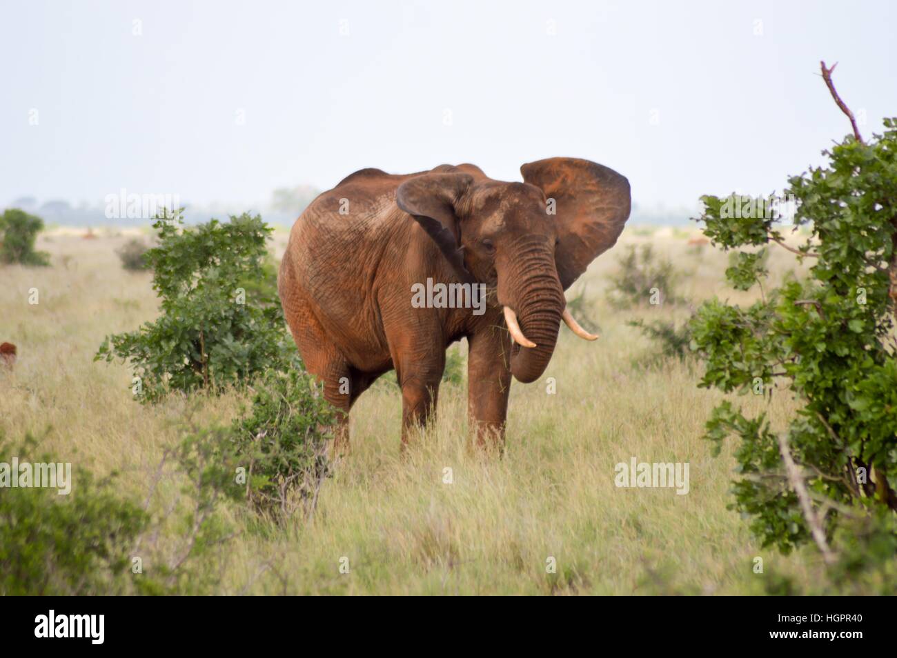 Red elephant in the savannah of Tsavo East Park in Kenya Stock Photo ...