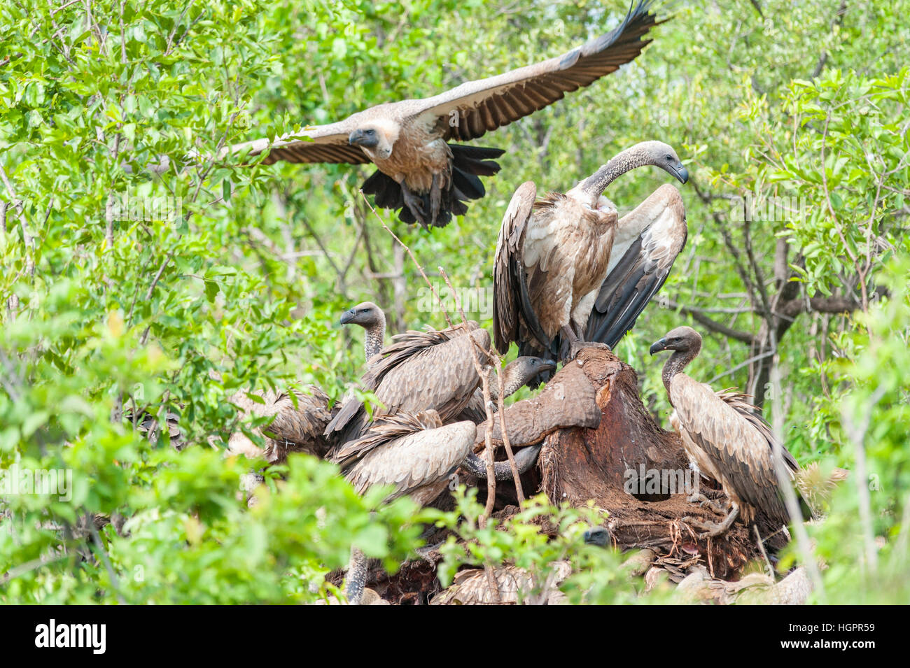 White backed Vulture Africa feeding carcass eat Stock Photo - Alamy
