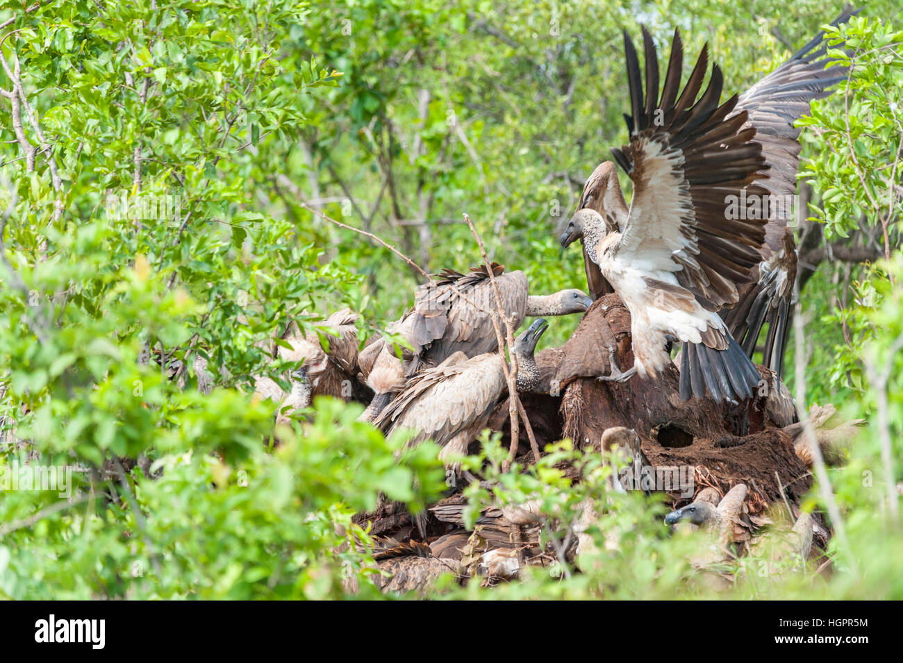 White backed Vulture Africa feeding carcass eat Stock Photo - Alamy