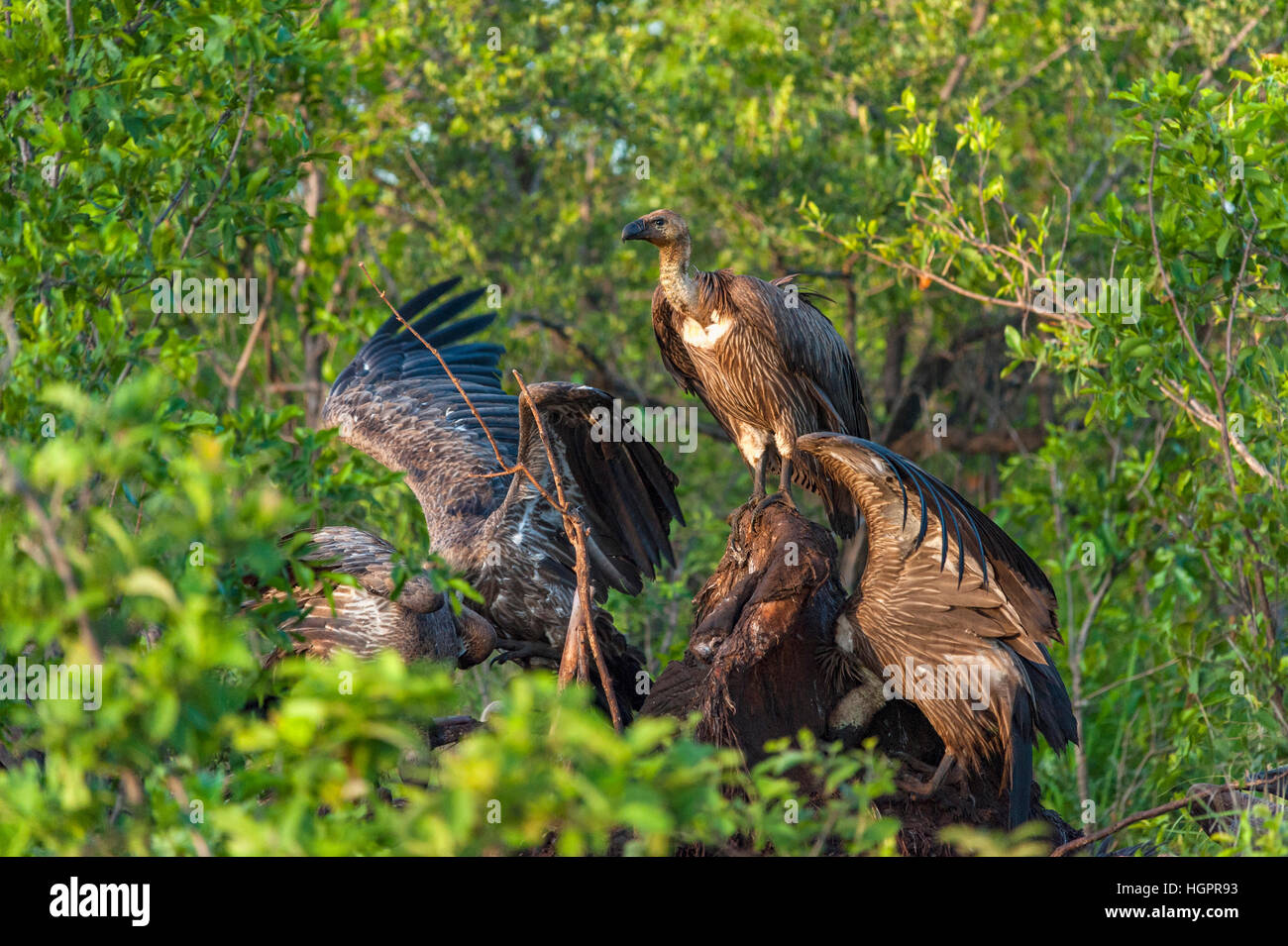 White backed Vulture Africa feeding carcass eat Stock Photo - Alamy