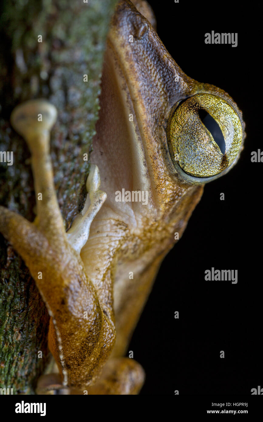 Common tree frog (Polypedates leucomystax Stock Photo - Alamy