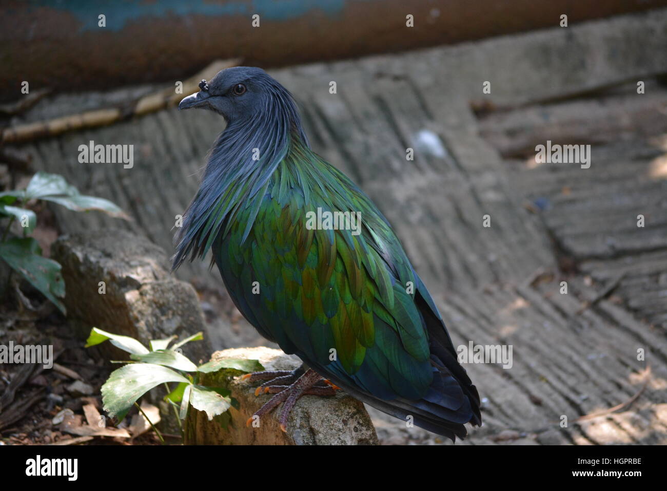 Nicobar pigeon hi-res stock photography and images - Alamy