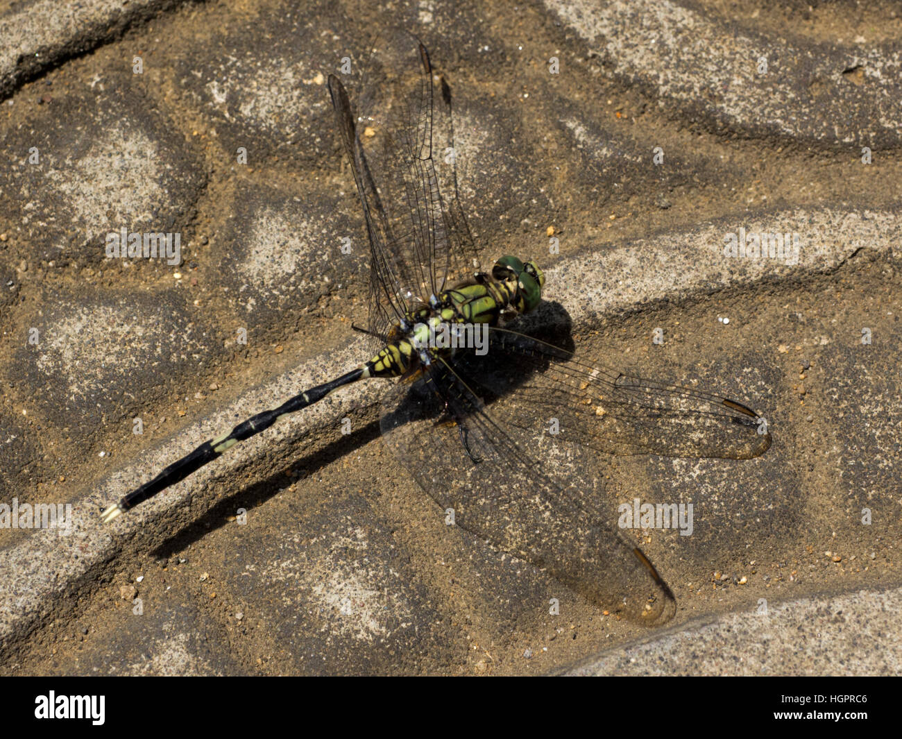 Libelle hi-res stock photography and images - Alamy