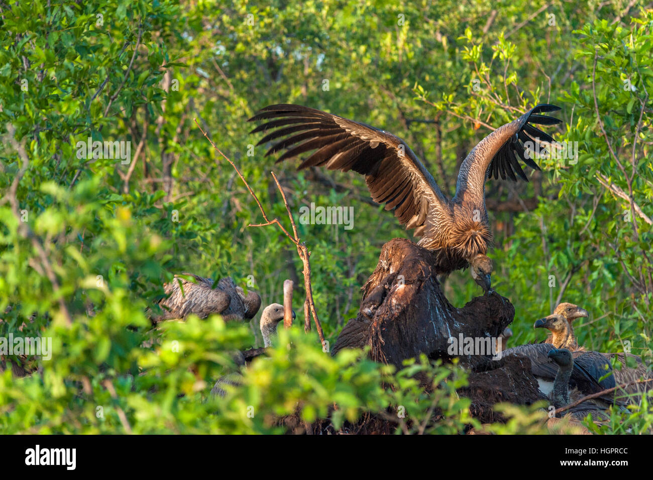 White backed Vulture Africa feeding carcass eat Stock Photo - Alamy