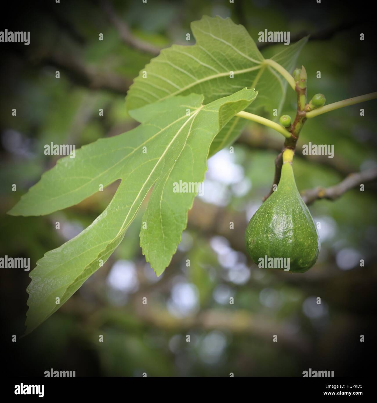 ripe fig on the tree fig with large green leaf Stock Photo - Alamy