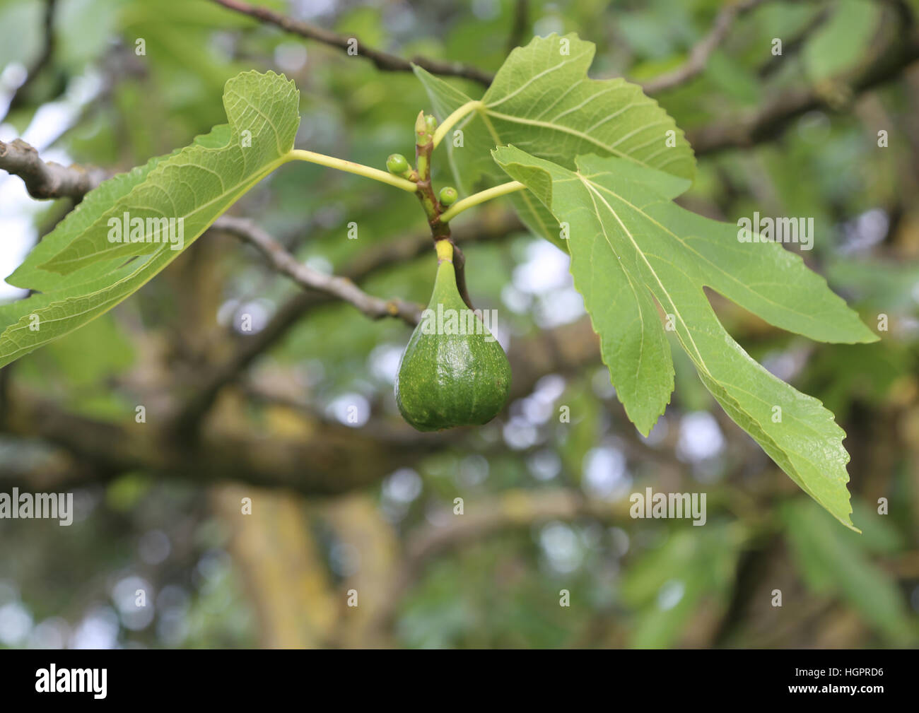Summer orchard figs hi-res stock photography and images - Alamy