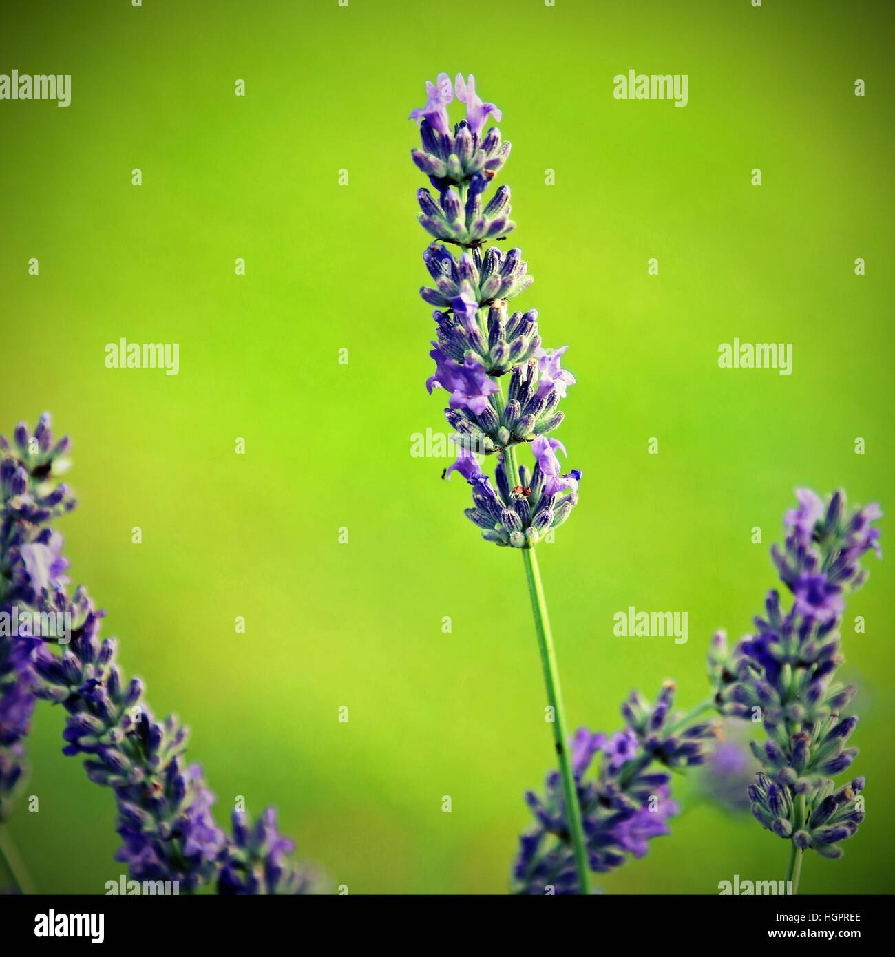 flower of lavender asnd green background Stock Photo - Alamy